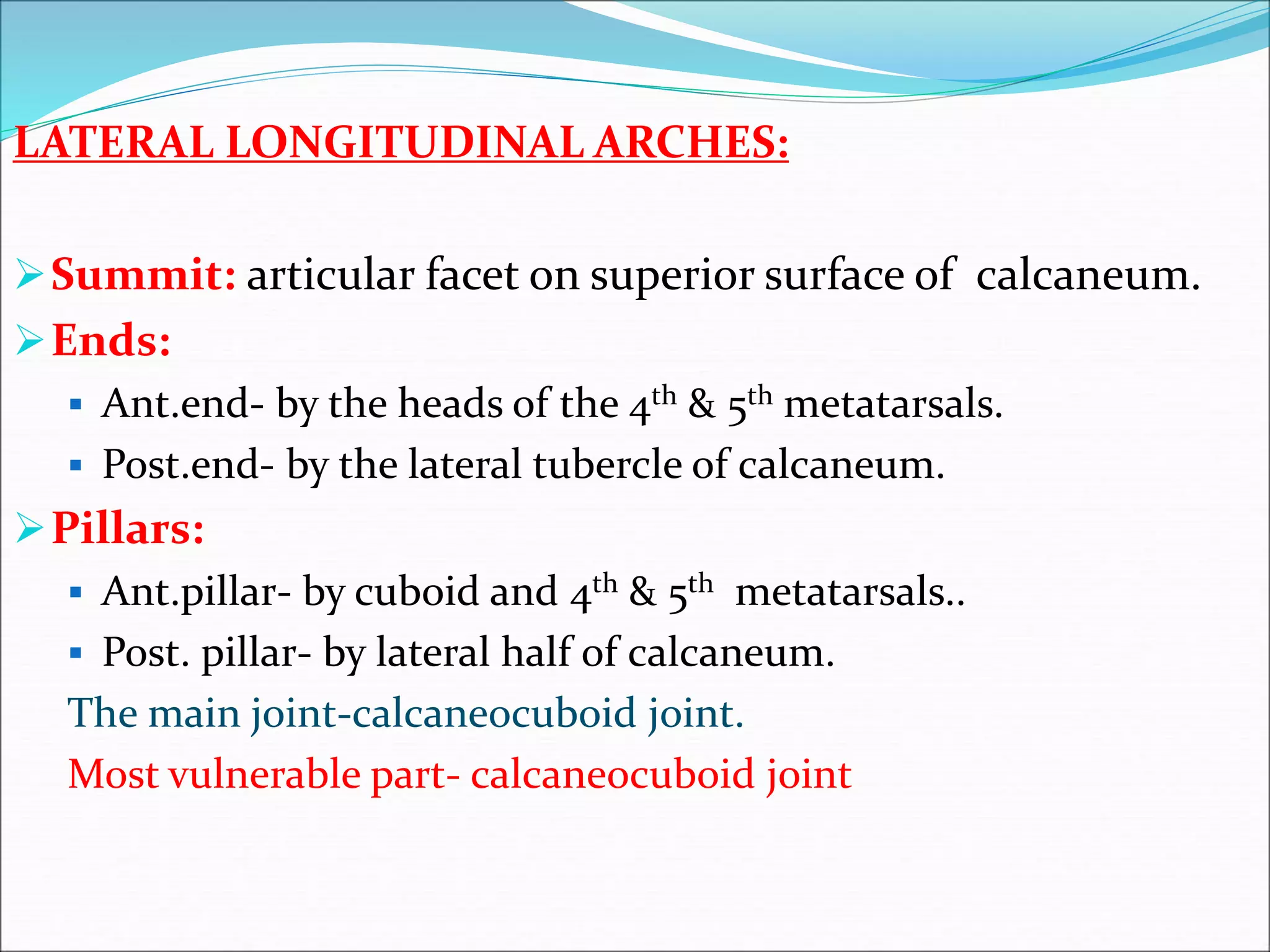 Arches of foot.ppt