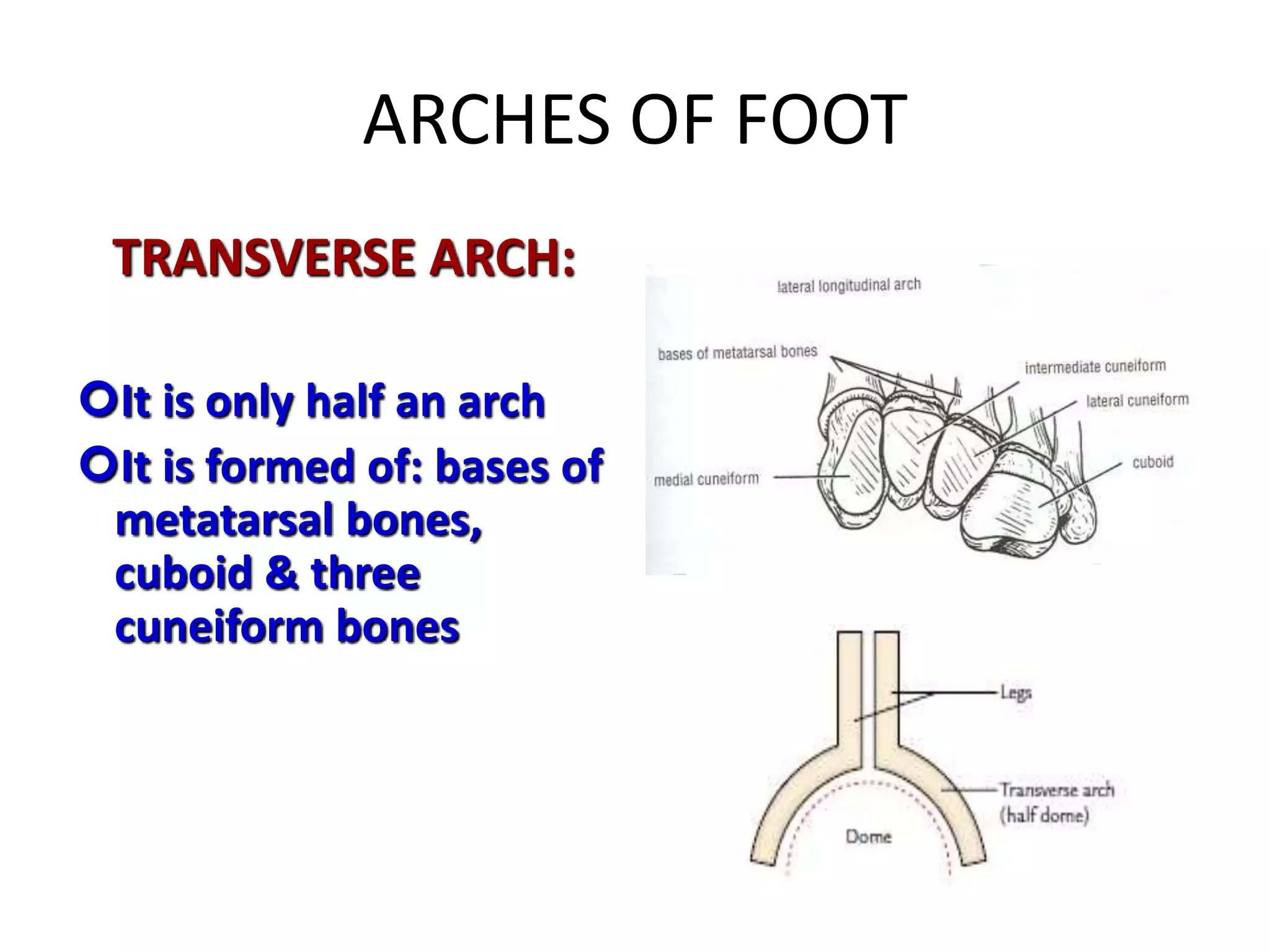ARCHES OF FOOT.pptx