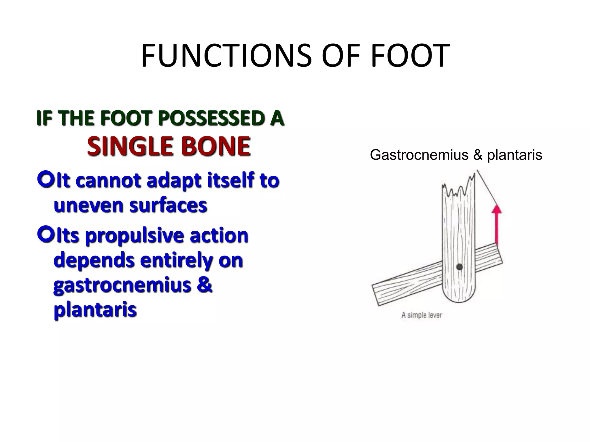ARCHES OF FOOT.pptx