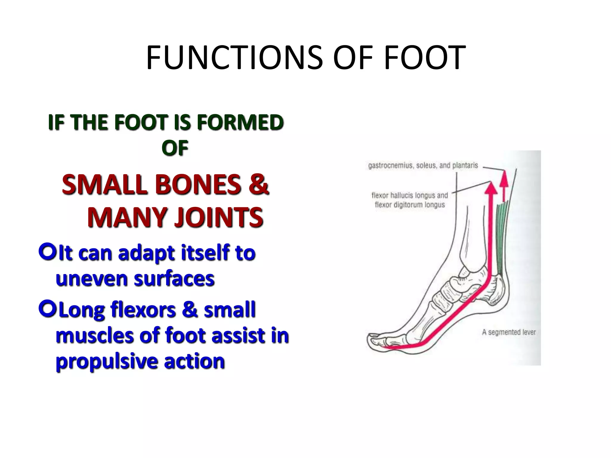 ARCHES OF FOOT.pptx