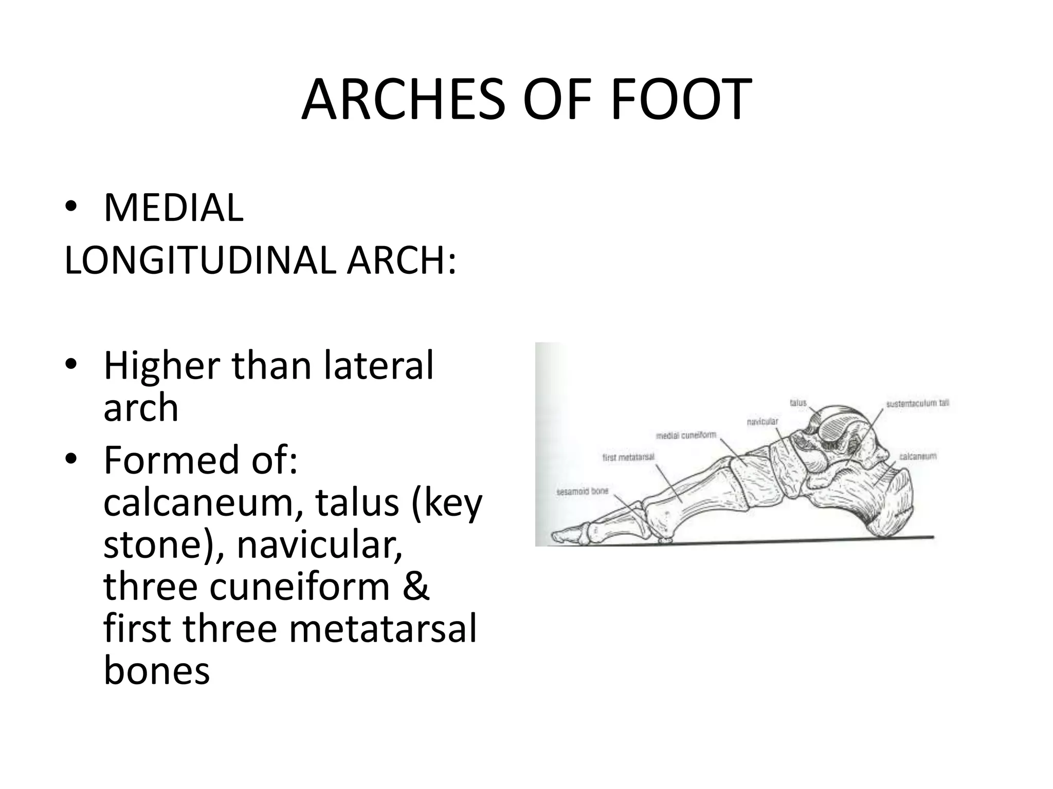 ARCHES OF FOOT.pptx