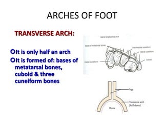 ARCHES OF FOOT.pptx