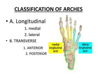ARCHES OF FOOT.pptx