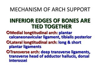 ARCHES OF FOOT.pptx