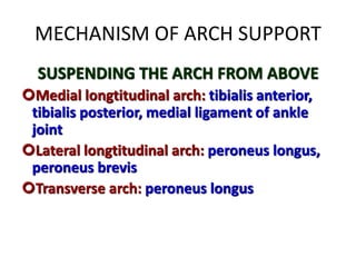 ARCHES OF FOOT.pptx