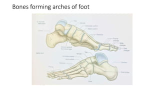 Arches of foot.pptx
