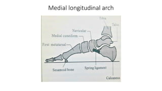 Arches of foot.pptx