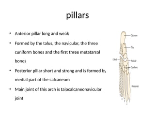 ARCHES OF FOOT and sole anatomy with clinical aspect.pptx