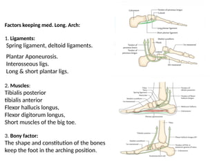 ARCHES OF FOOT and sole anatomy with clinical aspect.pptx