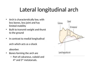 ARCHES OF FOOT and sole anatomy with clinical aspect.pptx
