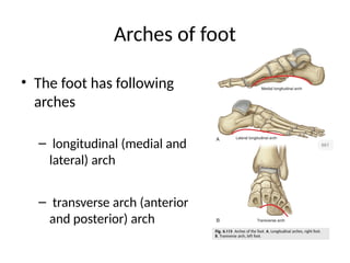 ARCHES OF FOOT and sole anatomy with clinical aspect.pptx