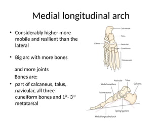 ARCHES OF FOOT and sole anatomy with clinical aspect.pptx