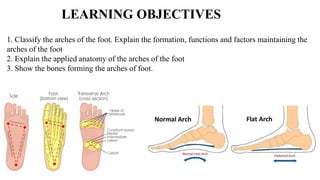 arches of foot: arches of foot and ligaments supporting it.pdf