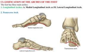arches of foot: arches of foot and ligaments supporting it.pdf
