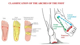 arches of foot: arches of foot and ligaments supporting it.pdf
