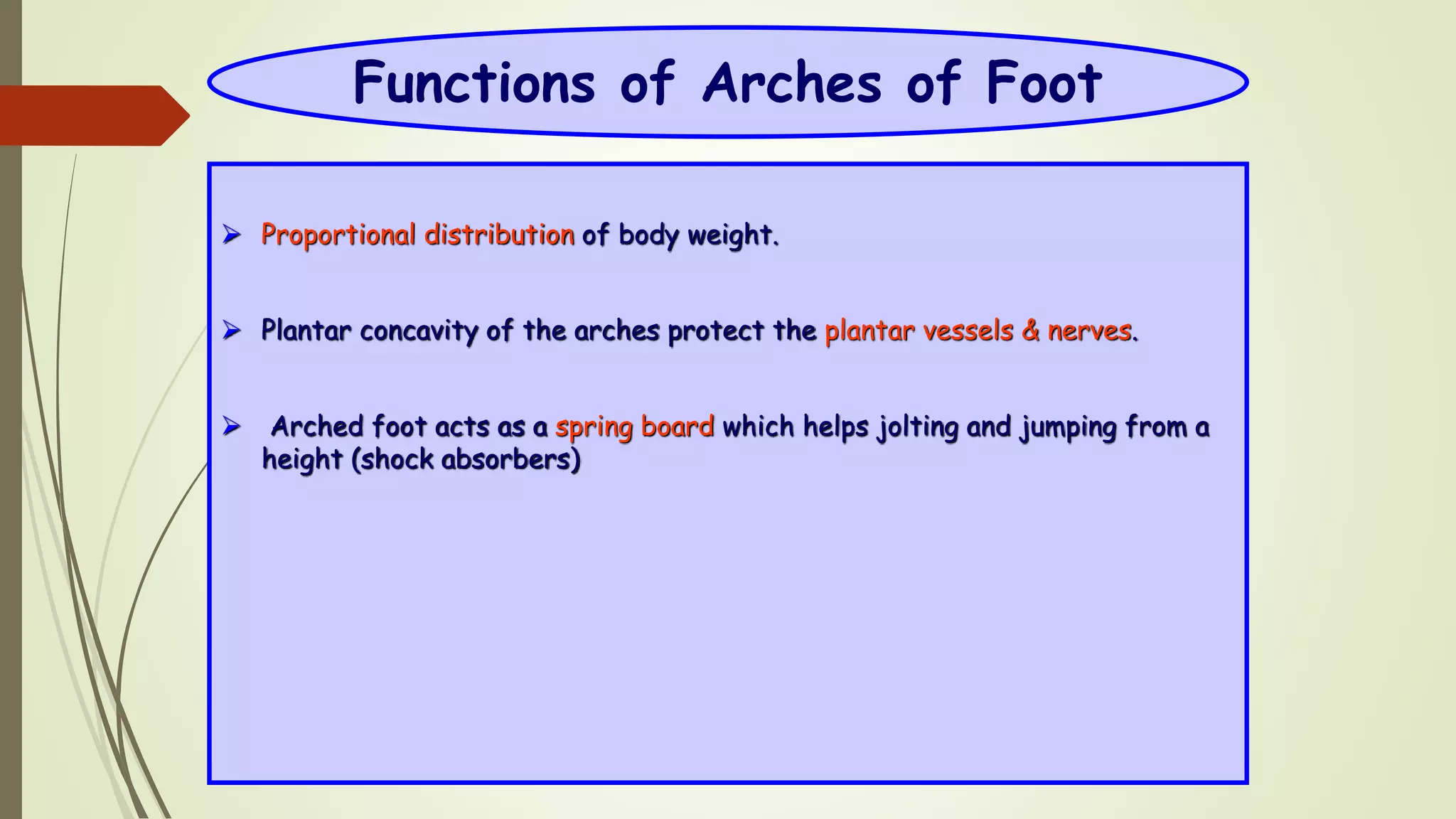 Arches of foot | PPTX