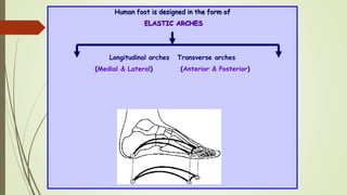 Arches of foot | PPTX