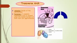 Arches of foot | PPTX