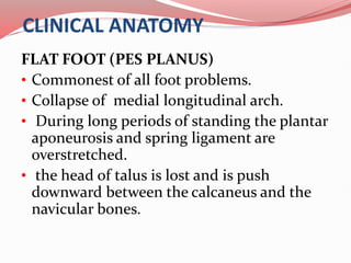 ARCHES OF FOOT 1.ppsx