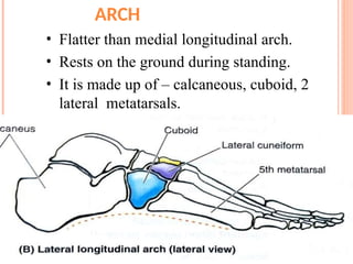 ARCHES OF FOOT 2024 ANTOMY HUMAN ANATOMY | PPT