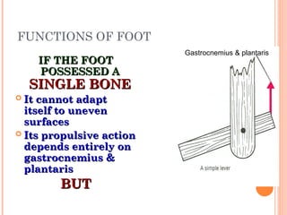 ARCHES OF FOOT 2024 ANTOMY HUMAN ANATOMY | PPT