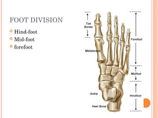 ARCHES OF FOOT 2024 ANTOMY HUMAN ANATOMY | PPT