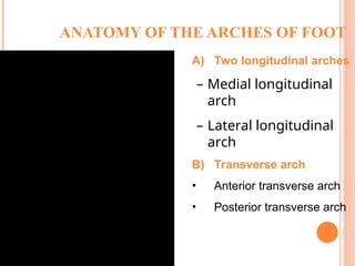 ARCHES OF FOOT 2024 ANTOMY HUMAN ANATOMY | PPT