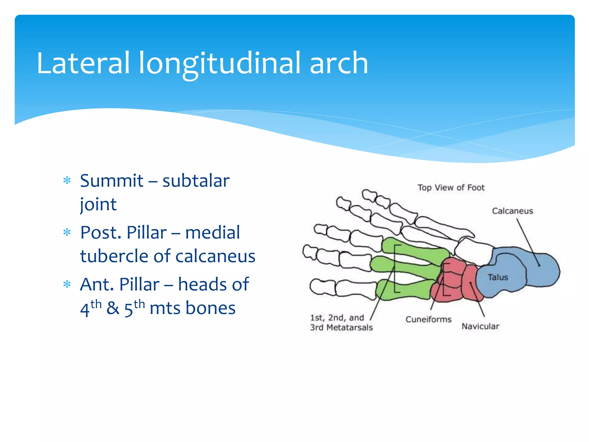 Arches of the foot | PPTX