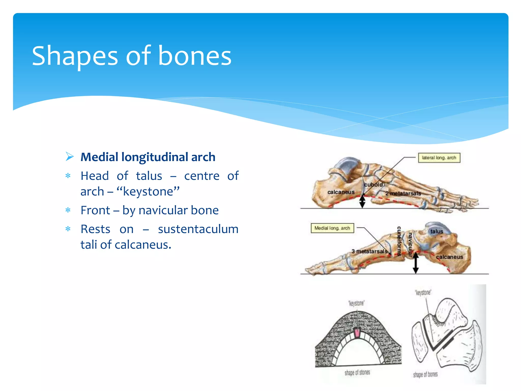 Arches of the foot | PPTX