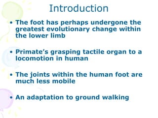 Arches of the Foot.ppt