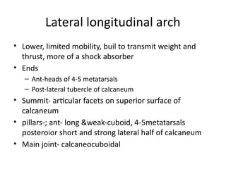 Arches of the foot.pptx. . | PPT
