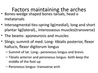 Arches of the foot.pptx. . | PPT