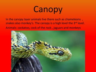 Archie & Keane | PPT