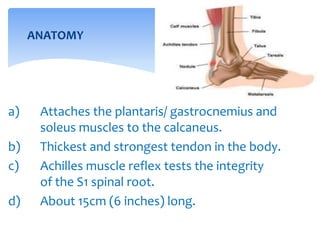 Archilles tendonitis and rupture | PPT
