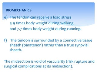 Archilles tendonitis and rupture | PPT
