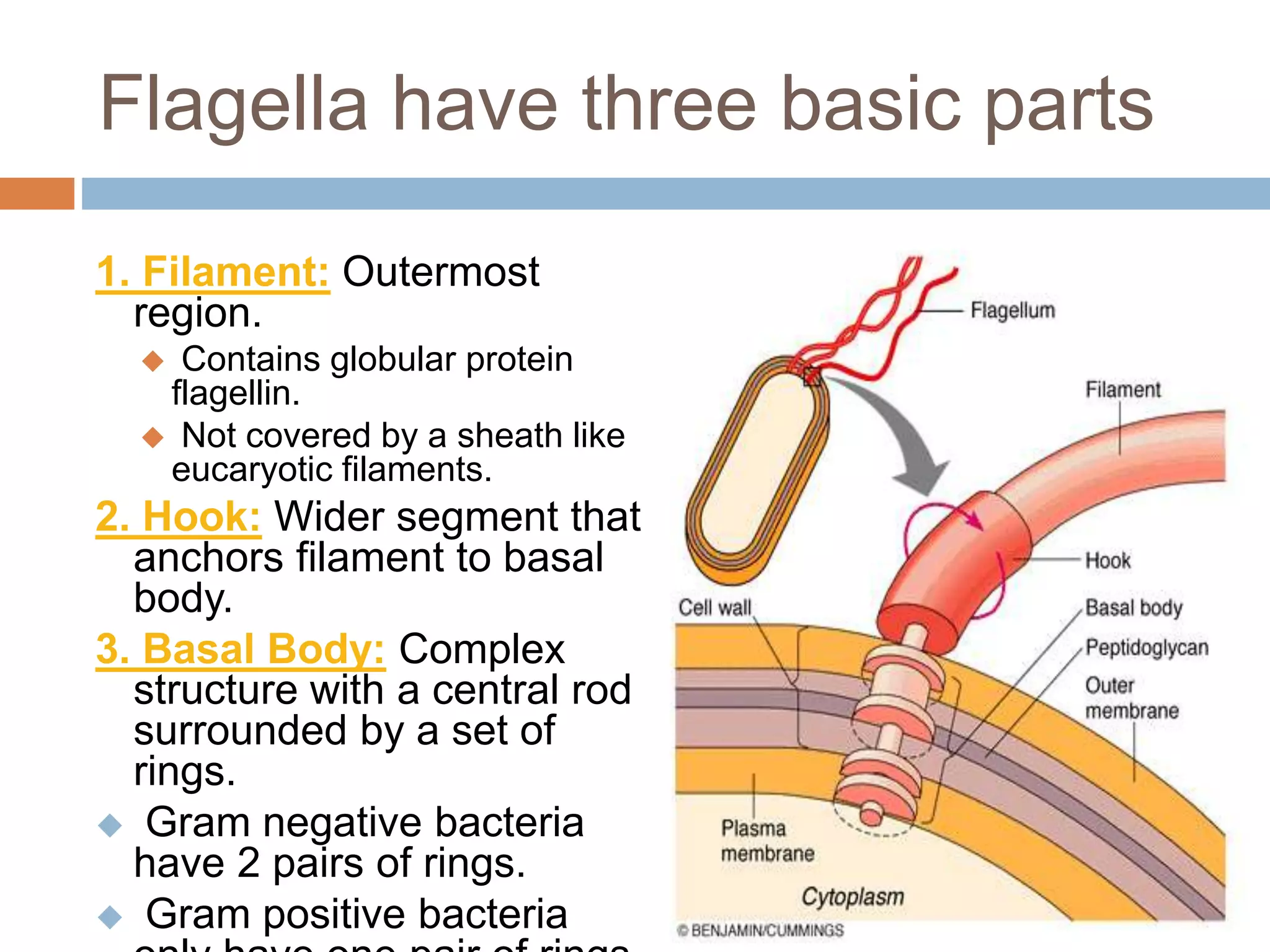 Architechture of microbial cell | PPTX