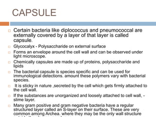 Architechture of microbial cell | PPTX