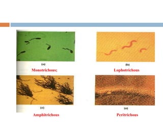 Architechture of microbial cell | PPTX