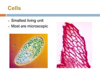 Architechture of microbial cell | PPTX