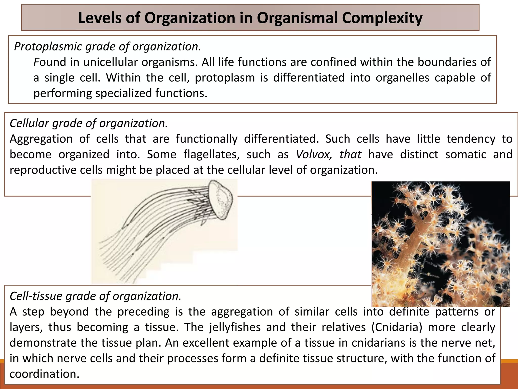 Architectural pattern of an animal | PDF
