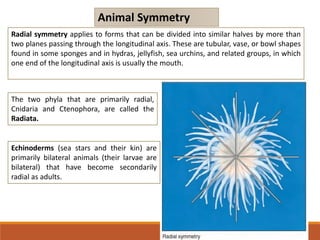 Spherical Symmetry In Animals