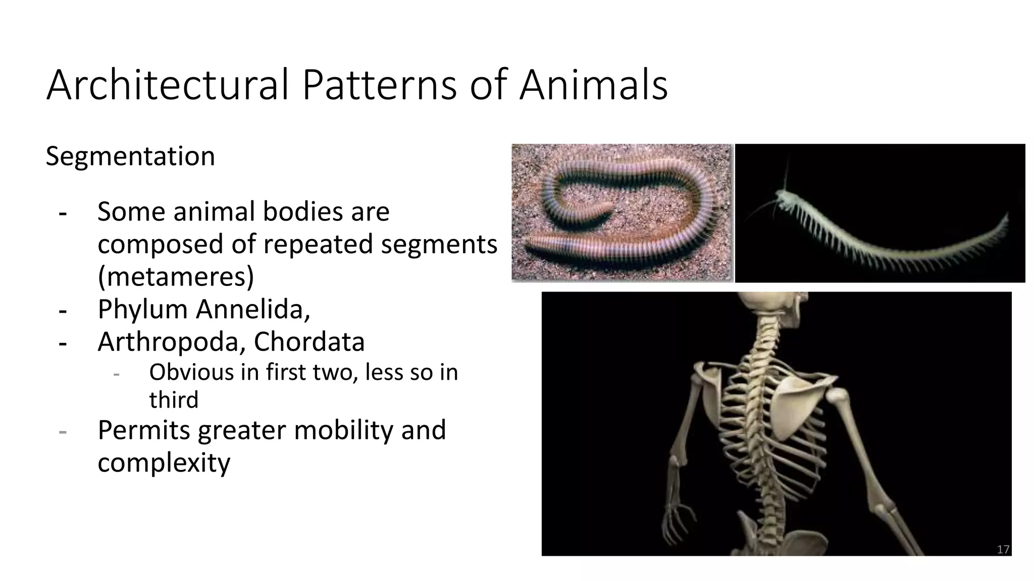 Architectural patterns of animals | PPTX
