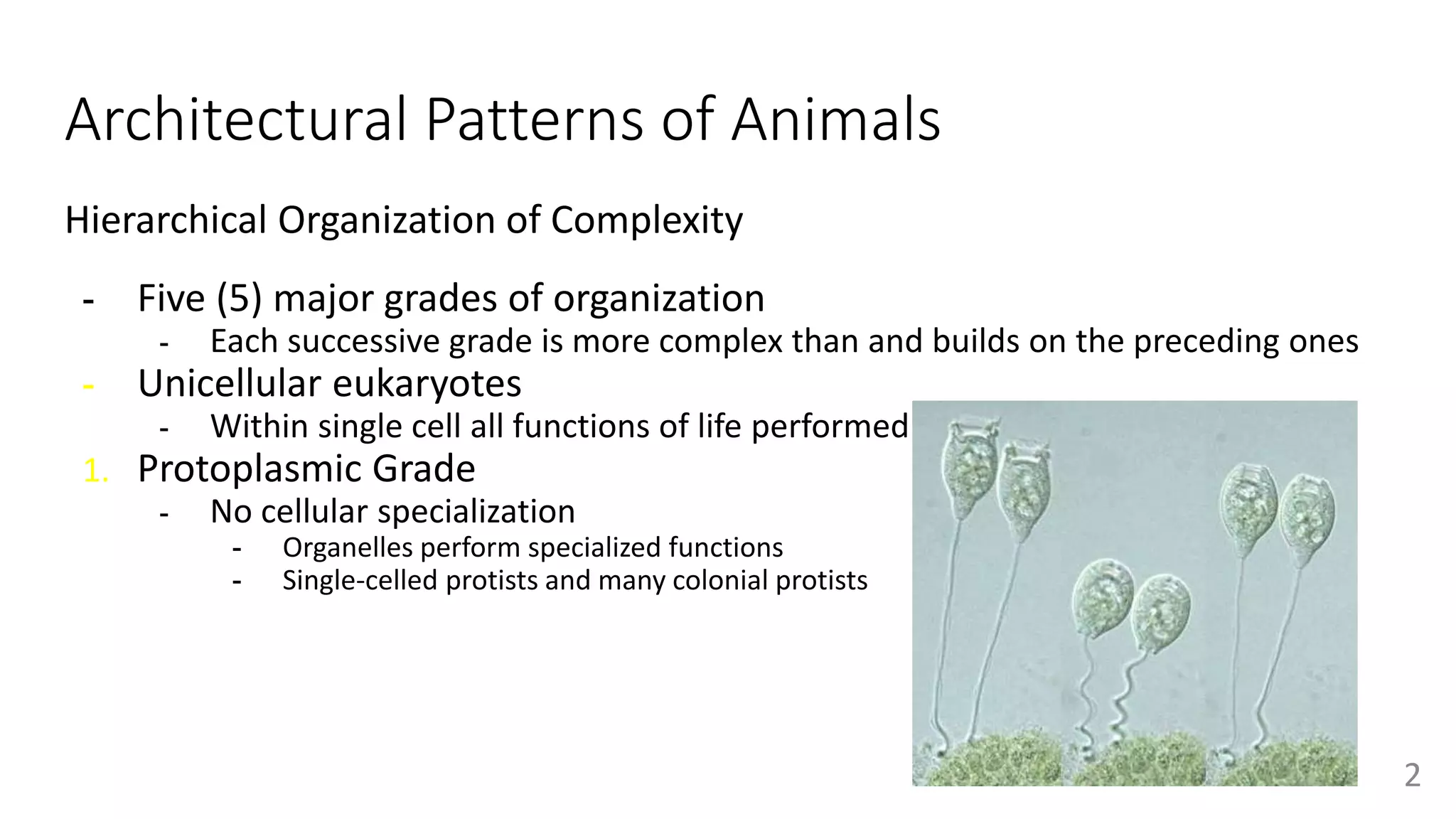 Architectural patterns of animals | PPTX