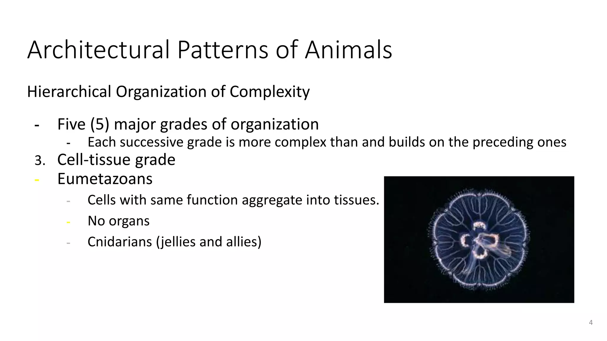Architectural patterns of animals | PPTX