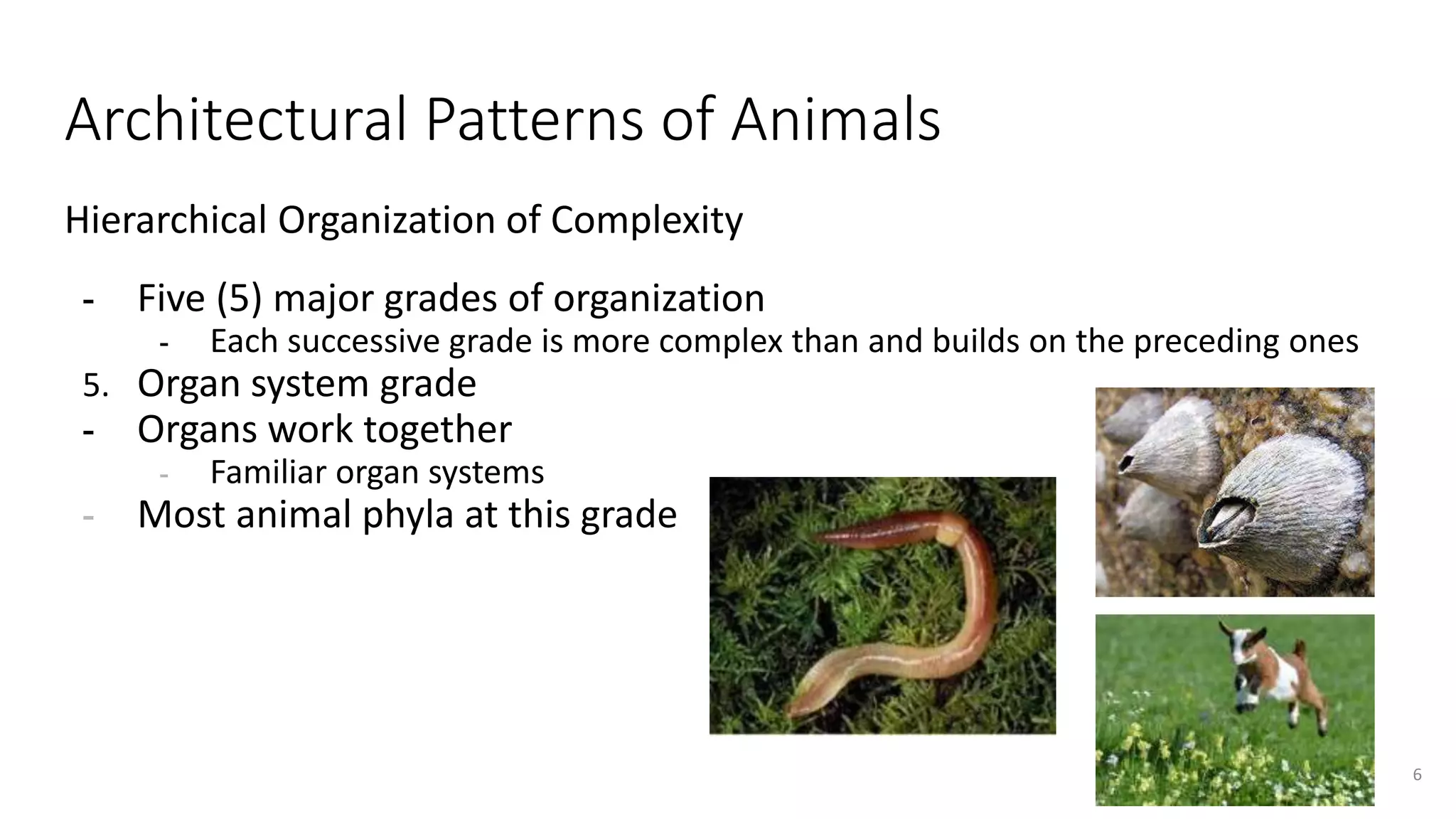 Architectural patterns of animals | PPTX