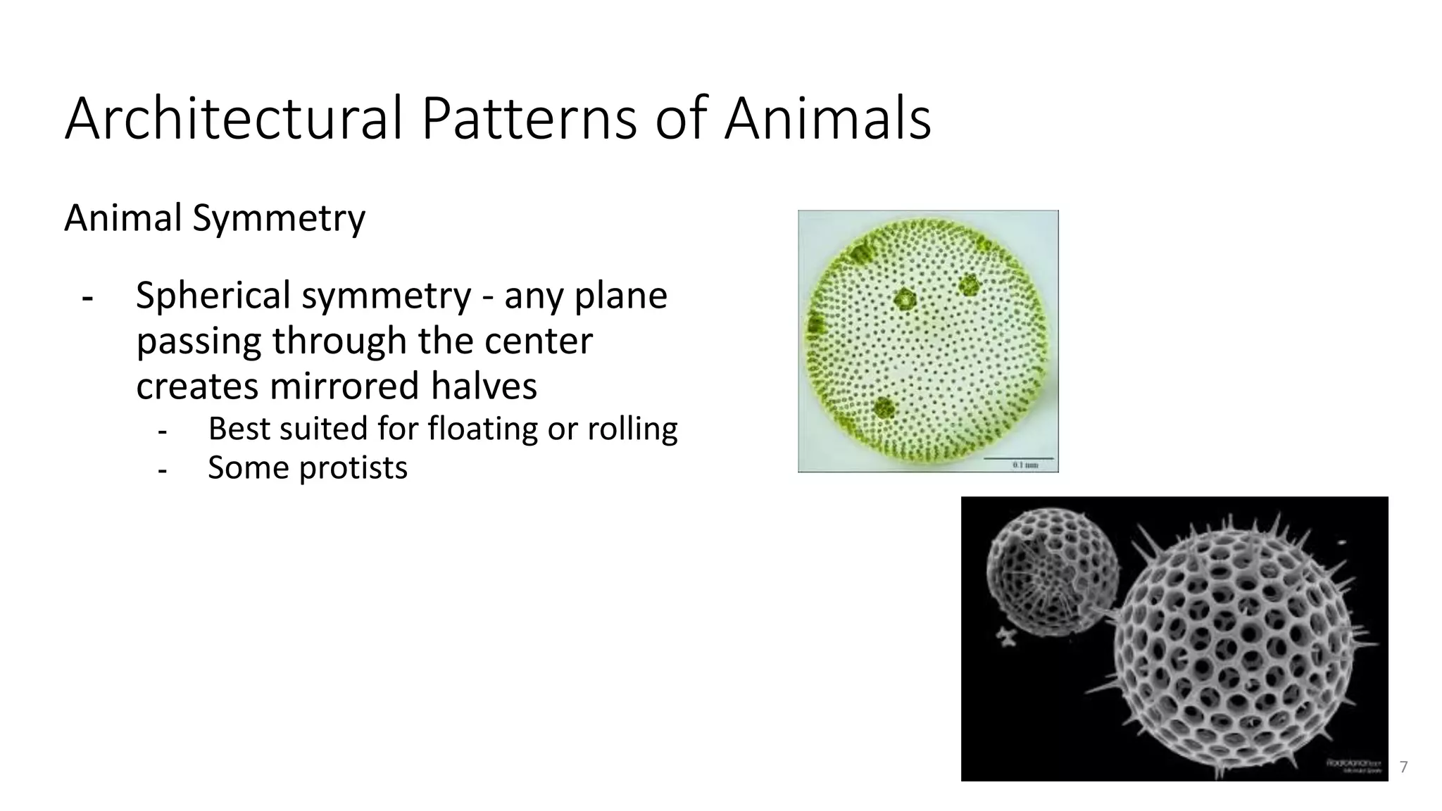 Architectural patterns of animals | PPTX