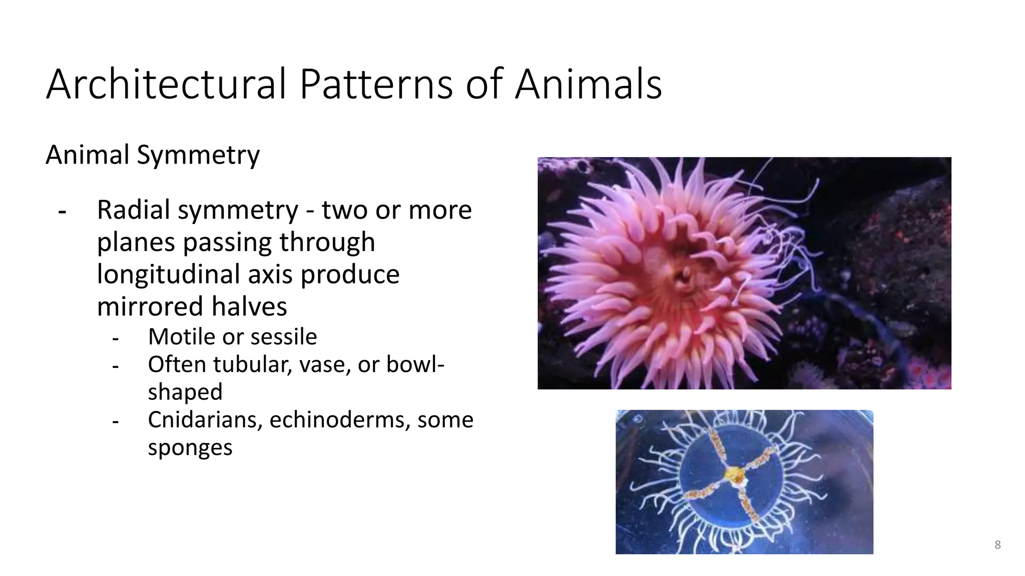 Architectural patterns of animals | PPTX