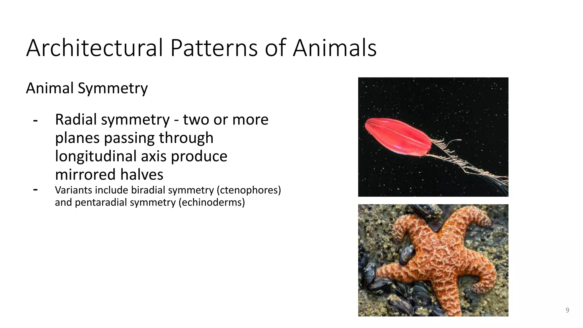 Architectural patterns of animals | PPTX