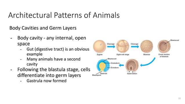Architectural patterns of animals | PPTX | Biological Sciences | Science