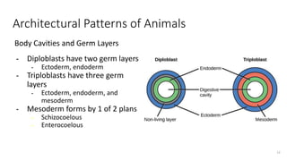 Architectural patterns of animals | PPTX